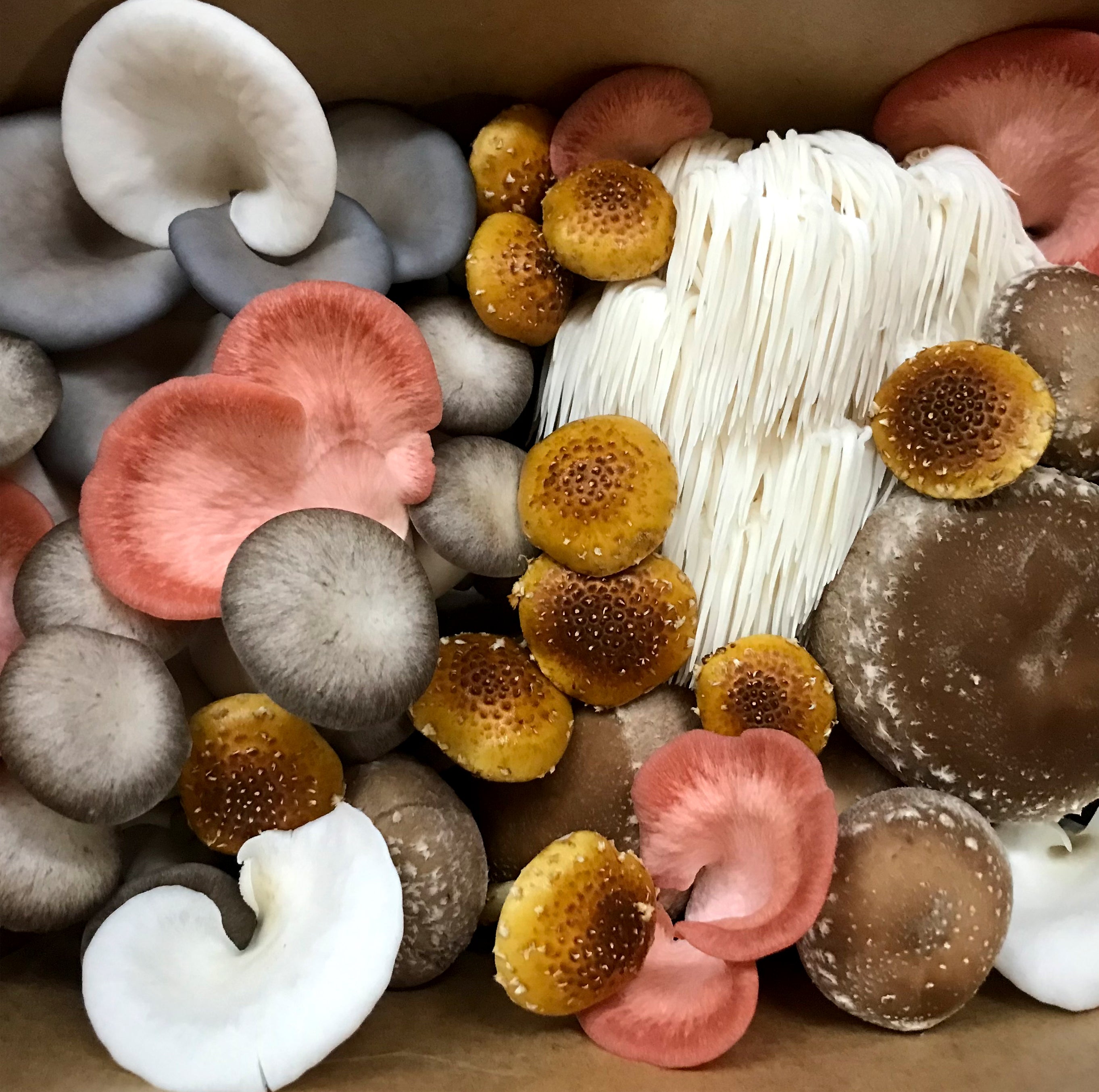 Buy Gourmet Mushrooms Online in Melbourne | Merri Creek Urban Farm ...