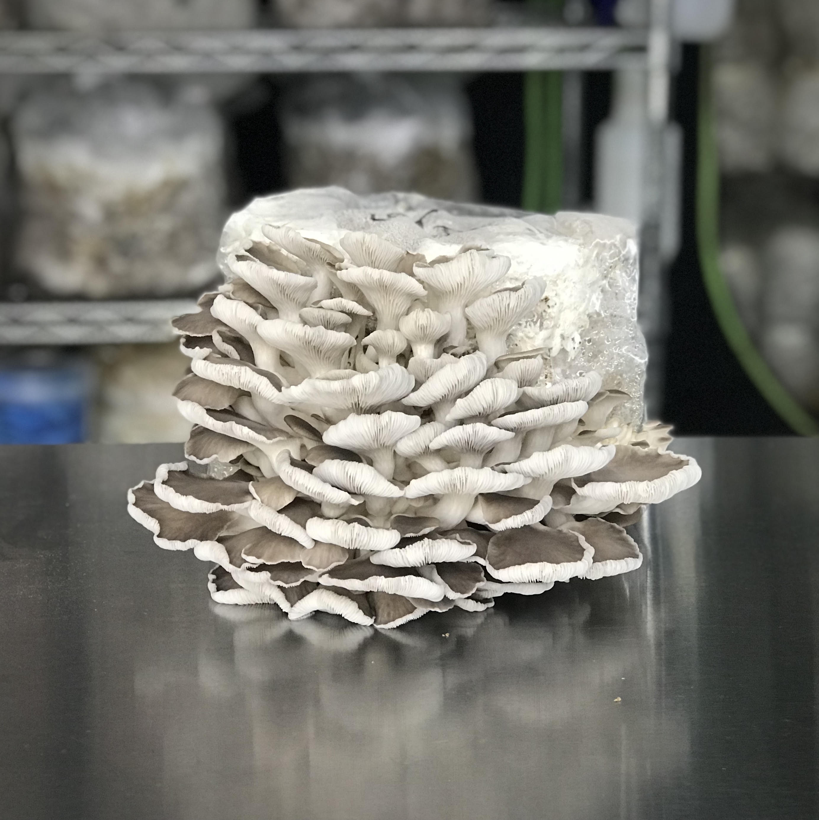 Lion’s Mane Mushroom Grow Kit Melbourne | Grow Your Own Gourmet ...